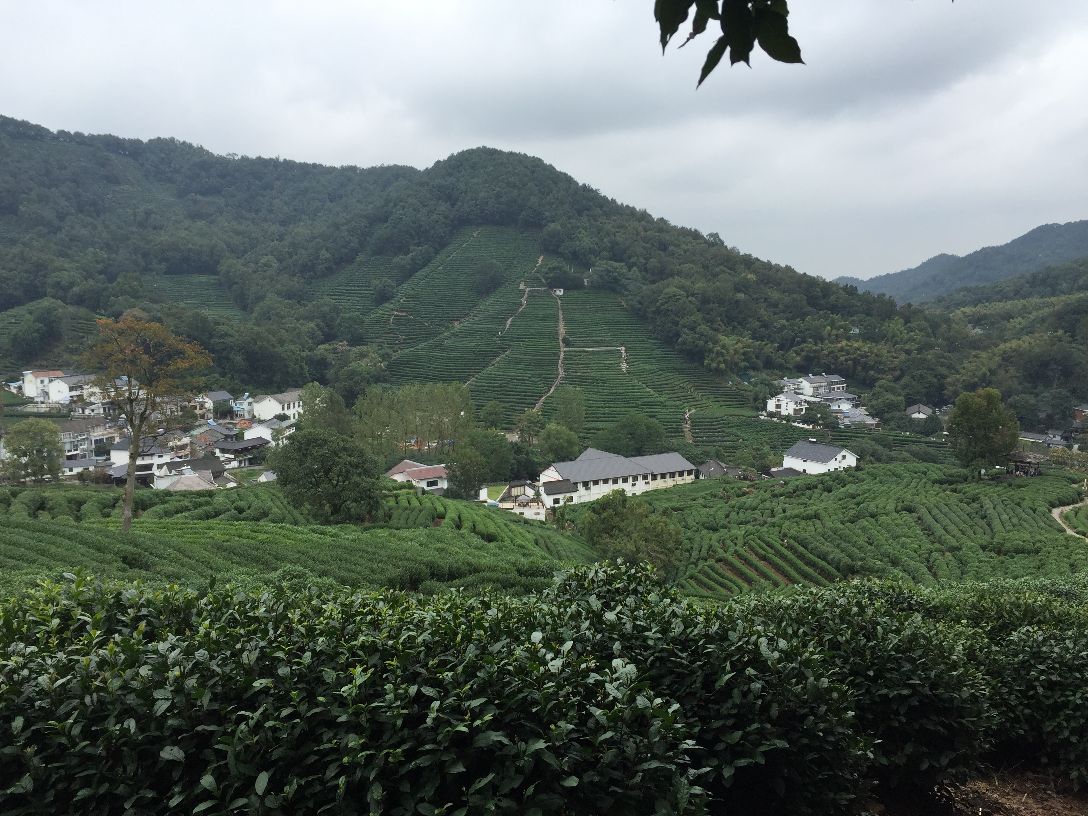 Meijiawu Tea Plantation – The Best China Travel Blogs