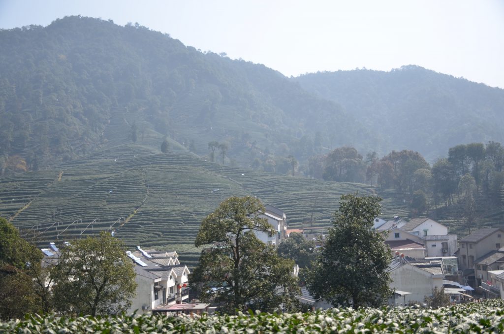Meijiawu Tea Plantation – The Best China Travel Blogs